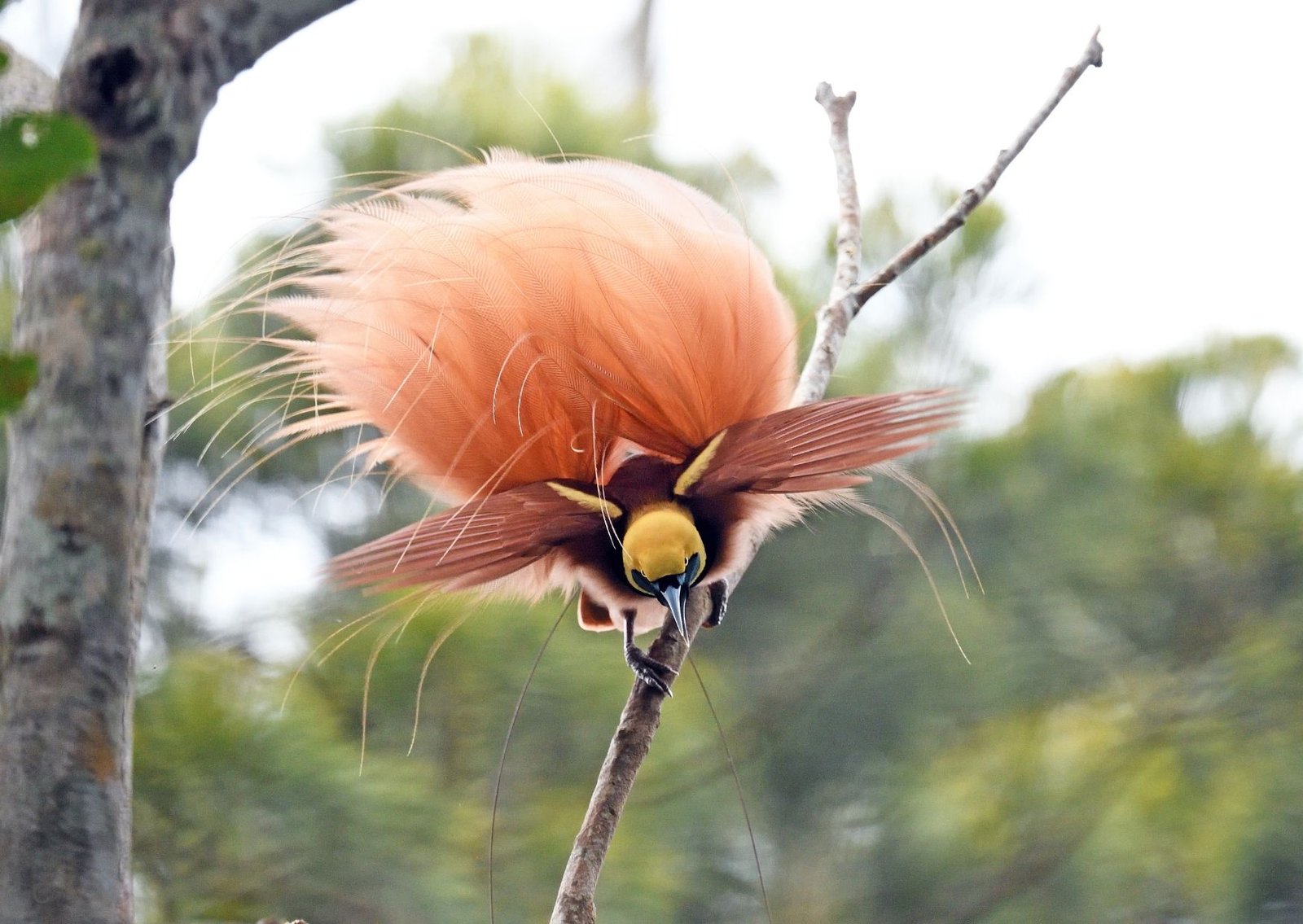 Papua New Guinea Birding Tour 2026