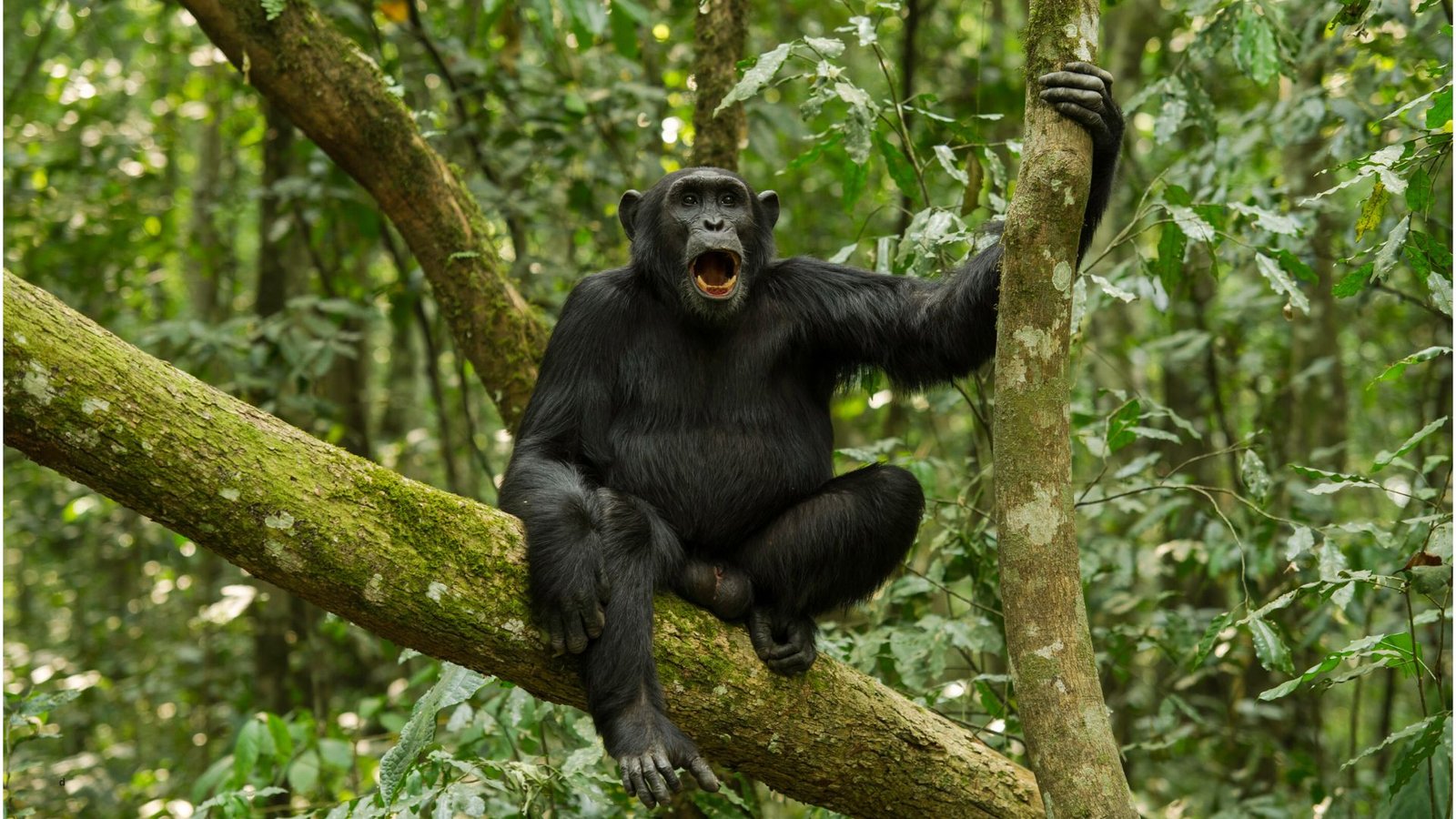 Uganda - Endemic Explorer